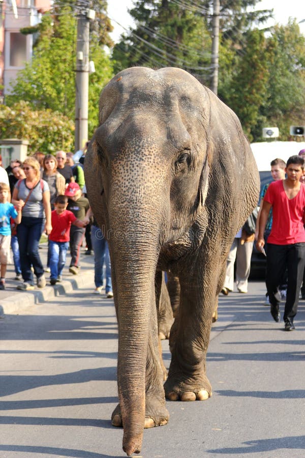 Elephant on the road editorial photography. Image of animal - 27055162