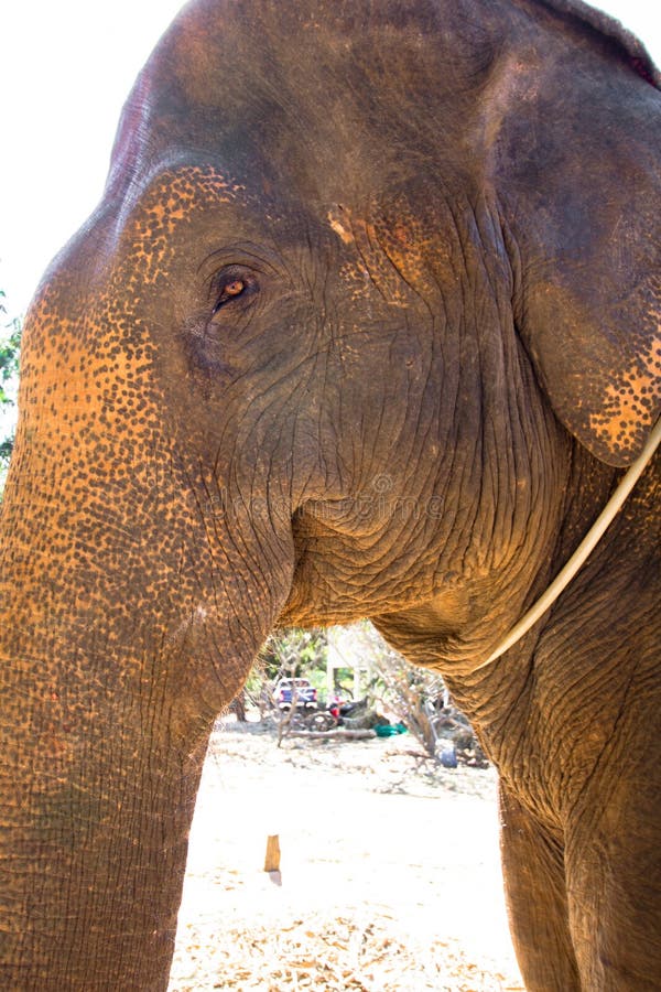 Elephant strength stock image. Image of eyes, strength - 66864653