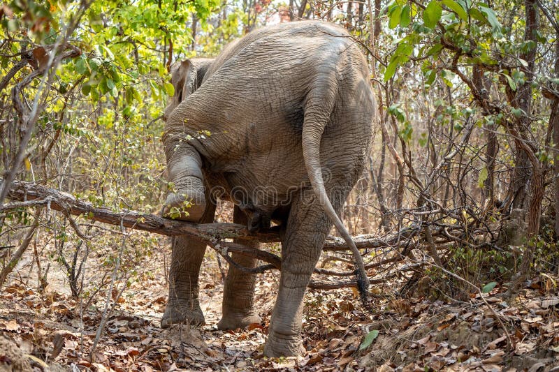 Elephant Strolling through the Forest Stepping Over a Tree Branch Stock ...
