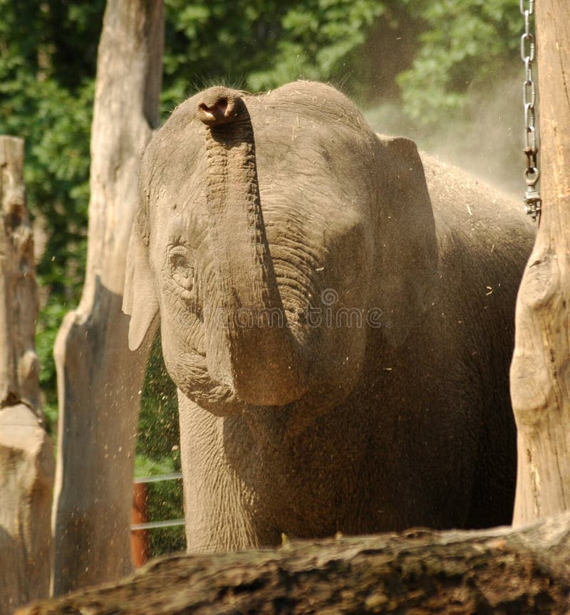 Elephant in the sun stock photo. Image of holland, alone - 12690612