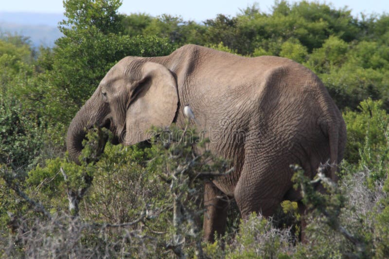 Elephant in the sun stock photo. Image of like, open - 94933868
