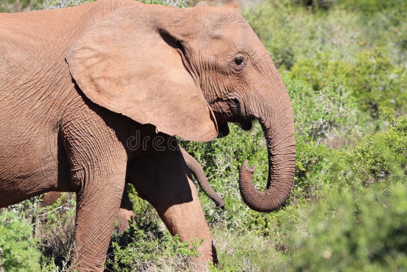 Elephant in the sun stock photo. Image of koedoe, small - 94820542