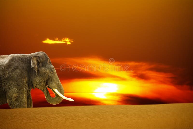 Elephant at Sunset stock image. Image of wildlife, landscape - 21715059
