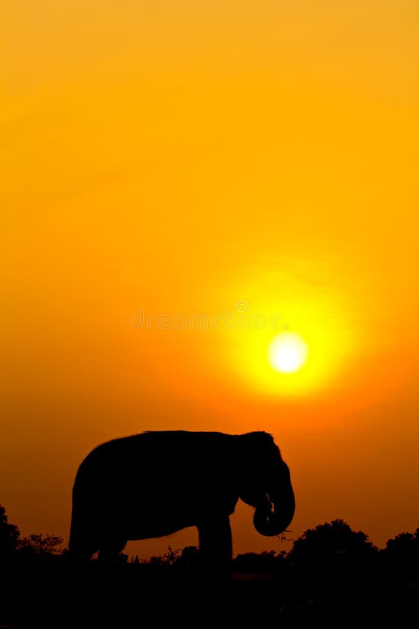Elephant and Sunset with Sunset Scene Stock Photo - Image of massive ...