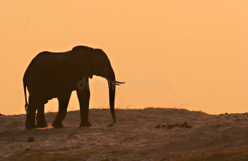 Elephant in sunset stock photo. Image of herbivore, little - 3091364