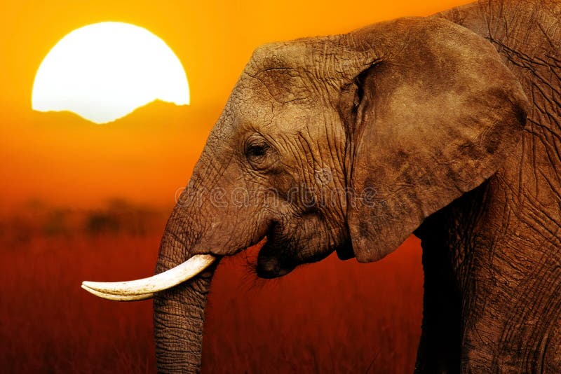 Elephant at Sunset Background Stock Image - Image of nature, safari ...