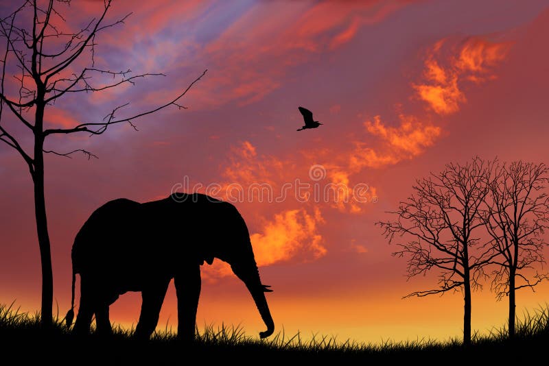 Elephant and Sunset Graphic Stock Photo - Image of wildlife, africa ...