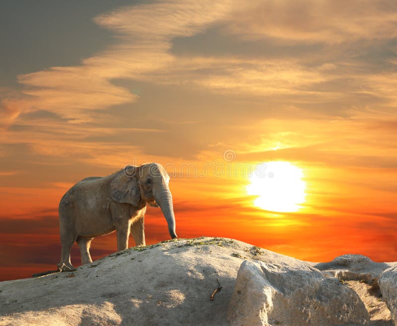 Elephant in sunset stock photo. Image of herbivore, little - 3091364