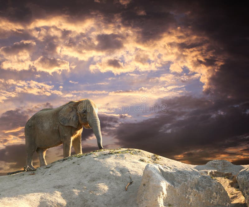 Elephant at sunset stock photo. Image of stone, africa - 36935484