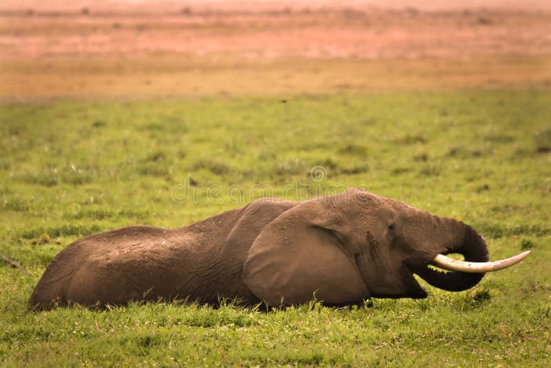 Elephant in swamp stock photo. Image of eating, nose, elephant - 7333430