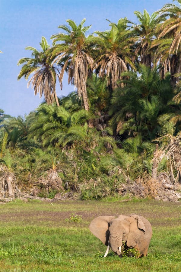 Elephant in the Swamp. Amboseli. Stock Photo - Image of green, beast ...
