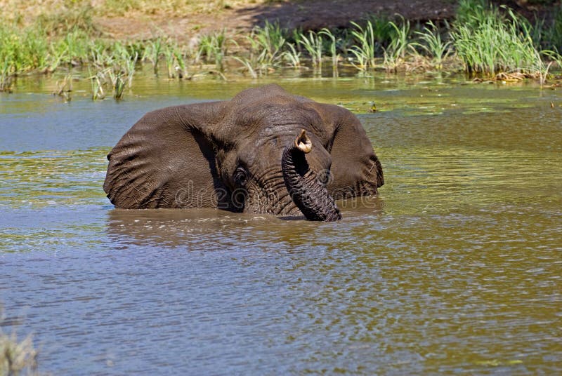 Fountain Elephant Near Pool Stock Image - Image of toss, pool: 27259639