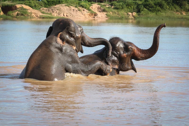 Elephant swimming stock image. Image of long, elephant - 59328477