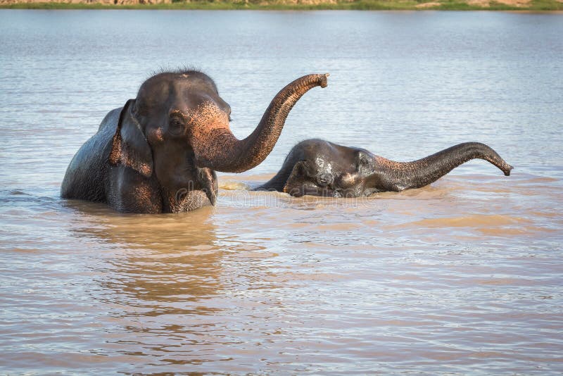 Elephant swimming stock photo. Image of happy, animals - 59328662