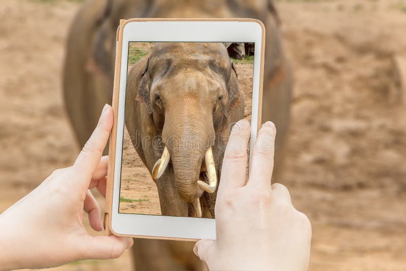 Elephant Tabet Stock Photos - Free & Royalty-Free Stock Photos from ...