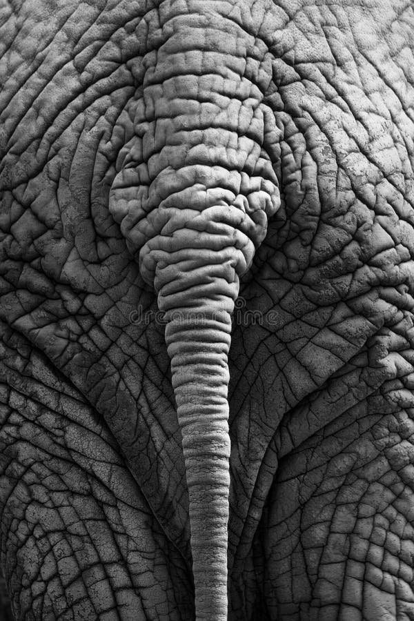 Elephant tail stock image. Image of wildlife, africa - 32004409