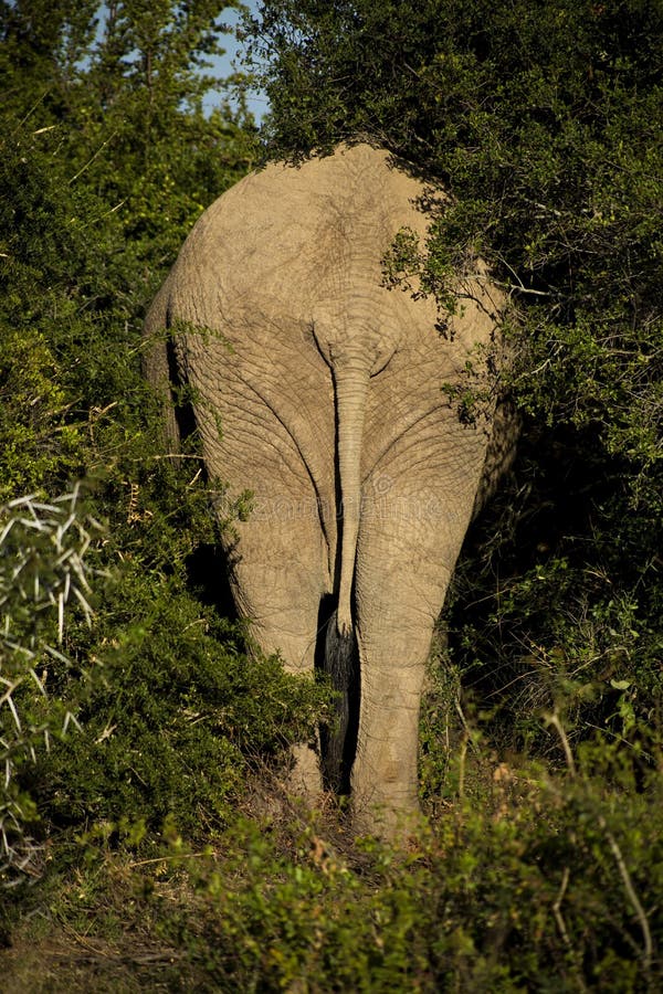 Elephant Tail stock photo. Image of african, animal, africa - 35035616