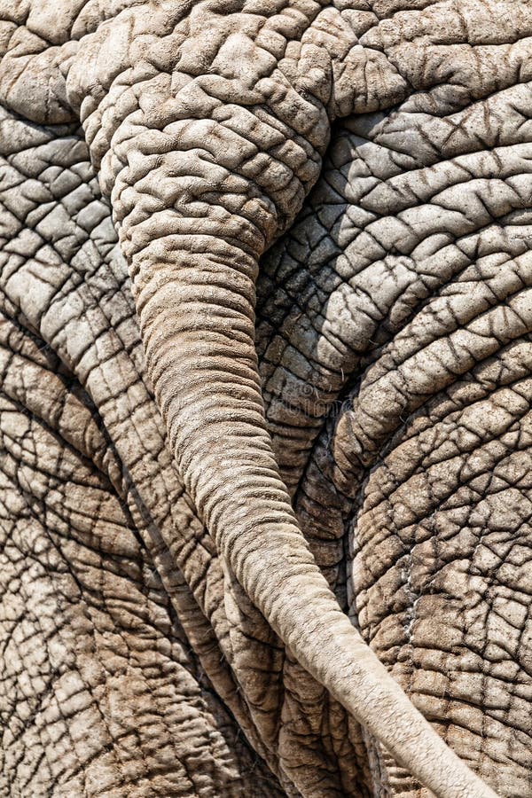 Elephant tail closeup stock photo. Image of natural, elephant - 80688456