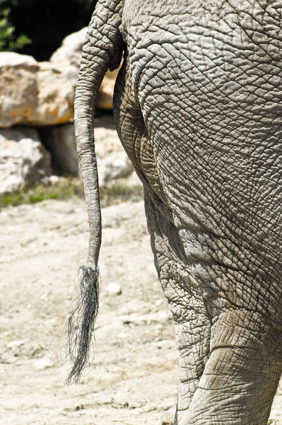 Elephant stock photo. Image of elephant, animal, wilderness - 30164760