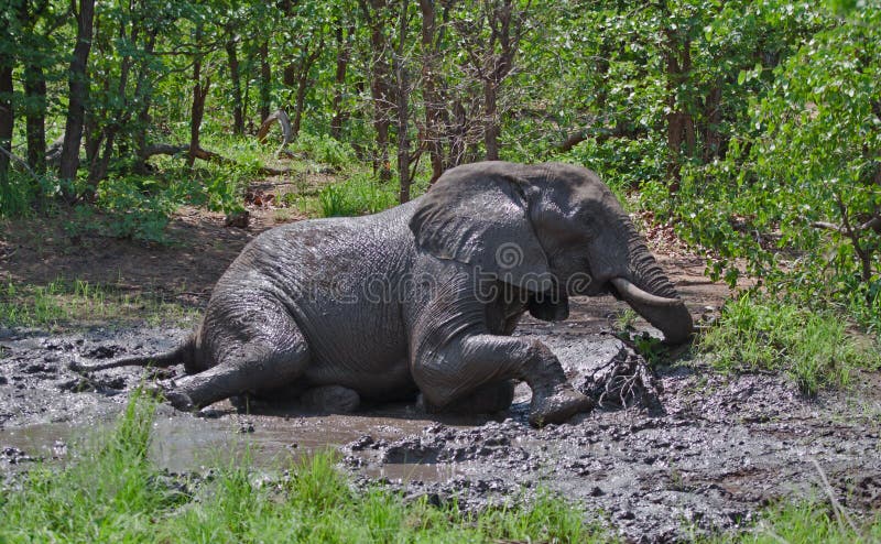 Elephant Taking Mud-bath in the African Bush Stock Photo - Image of ...