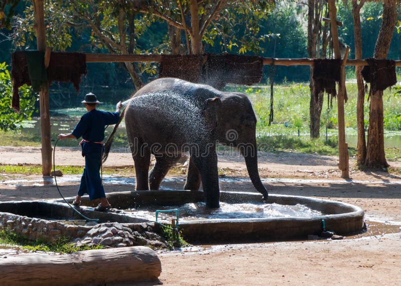 An Elephant is Taking a Shower Editorial Stock Image - Image of trunk ...