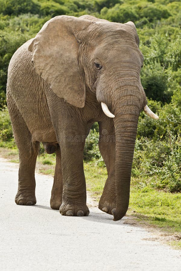 Elephant on a tar road stock photo. Image of pachyderm - 25980722
