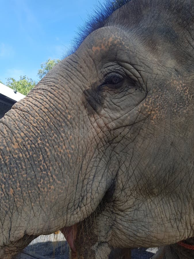 252 Elephant Tear Stock Photos - Free & Royalty-Free Stock Photos from ...