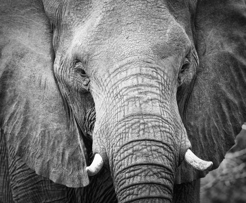 Elephant Teeth and Mouth Close-up Detail Artistic Conversion Stock ...