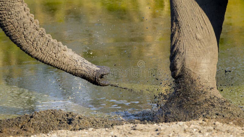 Elephant Throwing Mud South Africa Stock Photos - Free & Royalty-Free ...