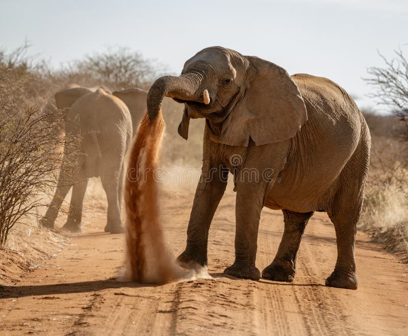 Elephant Throws Dirt Onto Its Back Stock Photo - Image of large, mammal ...