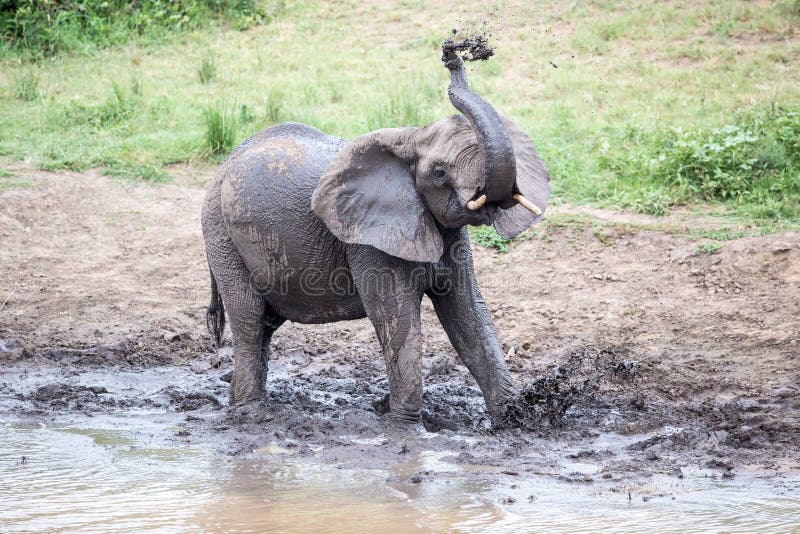 Elephant throws mud stock photo. Image of outdoor, swim - 161467988