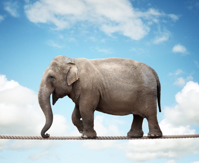 Elephant on a tightrope stock photo. Image of balance - 42134914