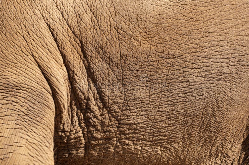 Elephant Tough Hide Texture Background Stock Image - Image of animal ...
