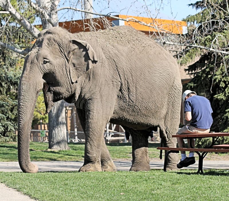 Elephant with trainer editorial photography. Image of grey - 43537247