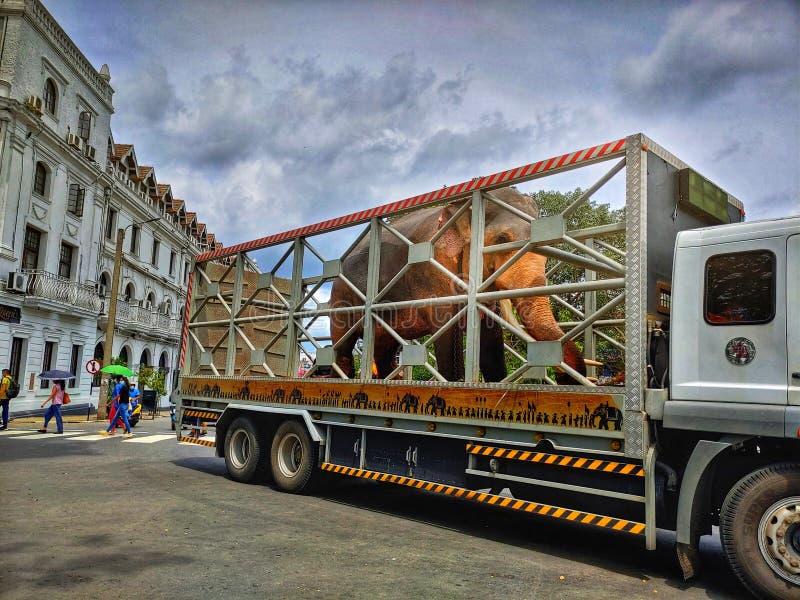 Elephant Transporting for Procession...Sri Lanka Editorial Photography ...