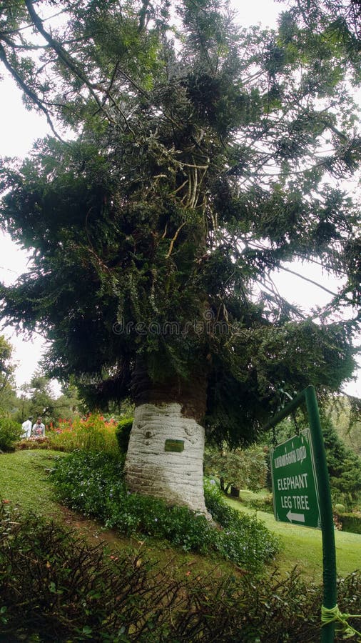 Elephant Tree, with Its Trunk As an Elephant Leg Stock Image - Image of ...