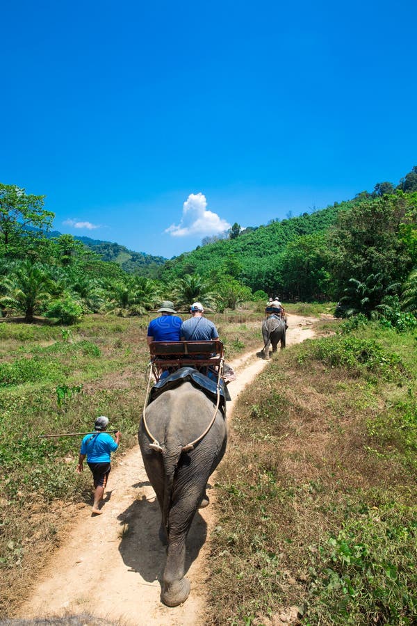 Elephant Trekking at Kao-sok Editorial Stock Photo - Image of animal ...