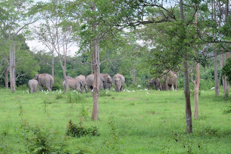 Elephants in the Forest of Kui Buri National Park Stock Photo - Image ...