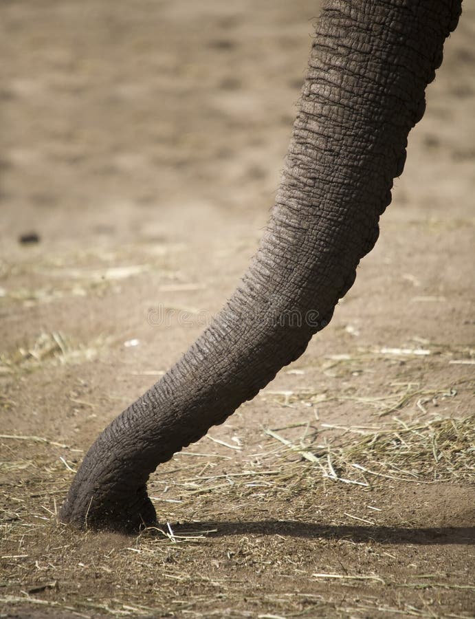 Elephant trunk stock image. Image of elephant, close - 11207361