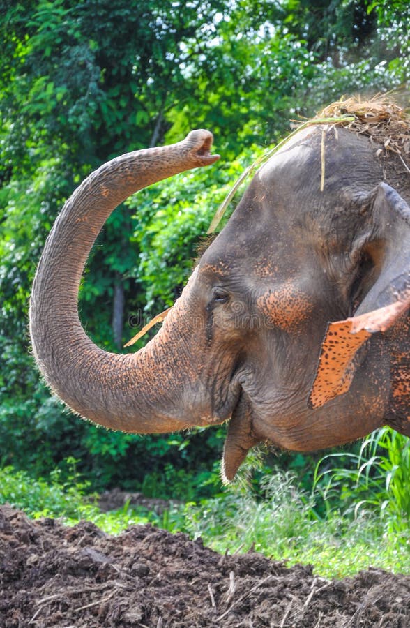 Elephant trunk stock image. Image of natural, jungle - 25359663