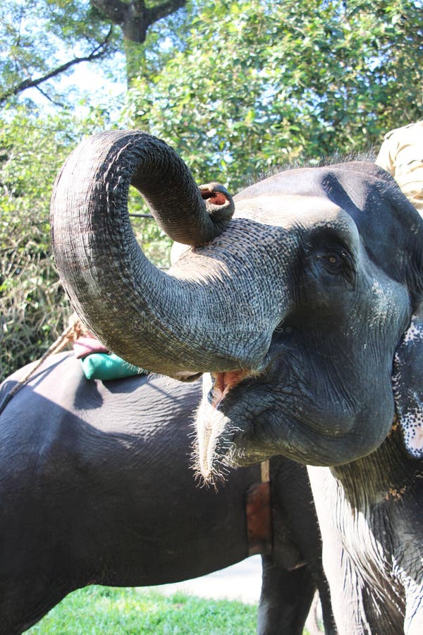 Male Elephant Trunk Up Stock Photos - Download 281 Royalty Free Photos