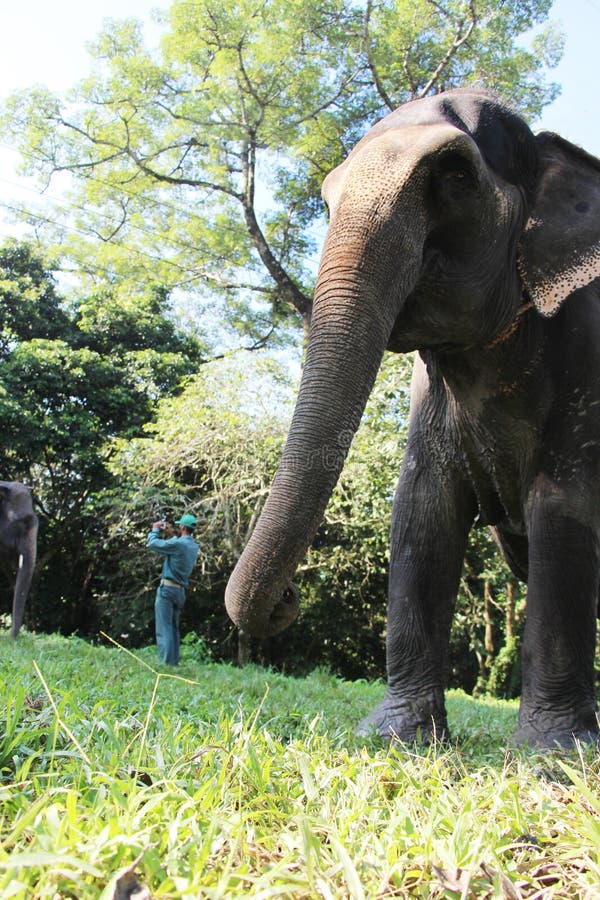 Elephant trunk. stock photo. Image of ride, people, aged - 81674494