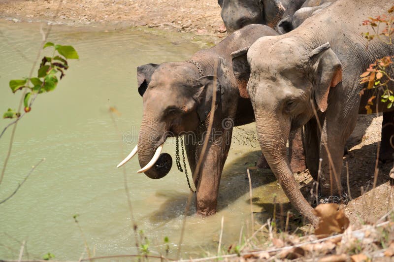 Elephant stock image. Image of bathing, park, colorful - 31438711