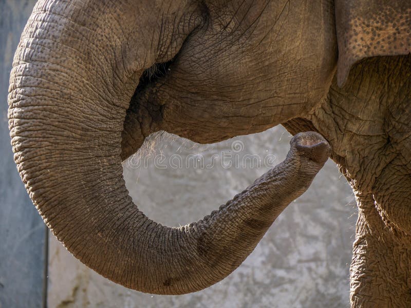Elephant Trunk Close Up Detail Stock Photo - Image of elephant ...