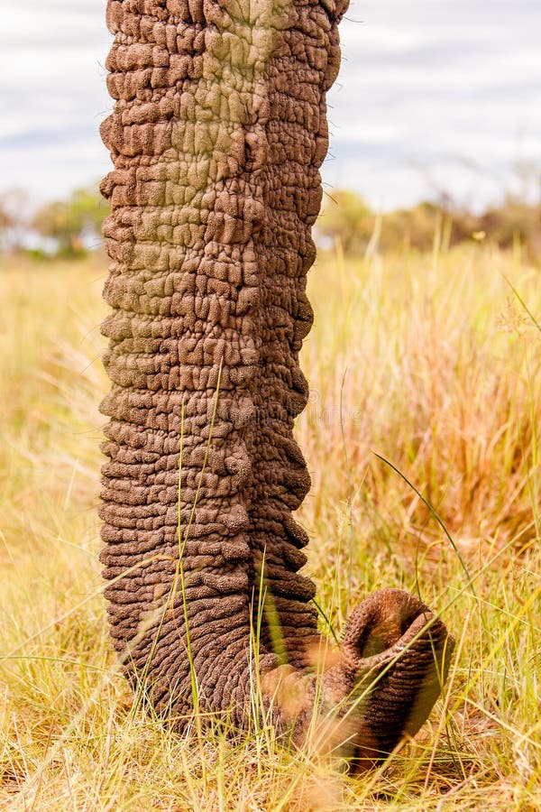 Elephant trunk stock image. Image of skin, wildlife, mammal - 71032239