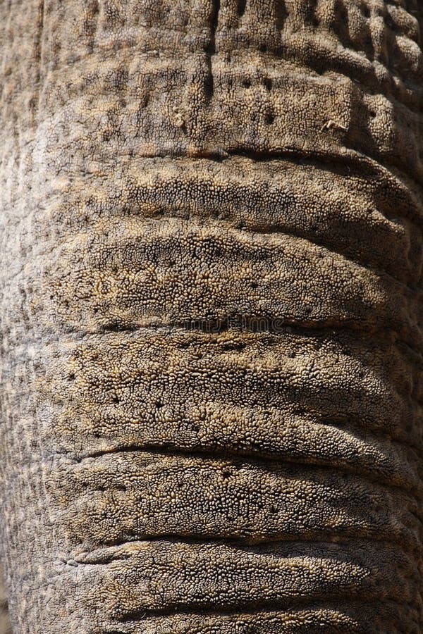 Elephant trunk stock image. Image of skin, wildlife, mammal - 71032239