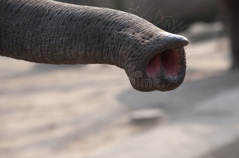 Elephant trunk stock photo. Image of closeup, cute, nostril - 39713886