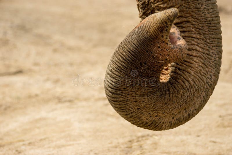 Elephant trunk stock image. Image of elephas, loud, ears - 75685113