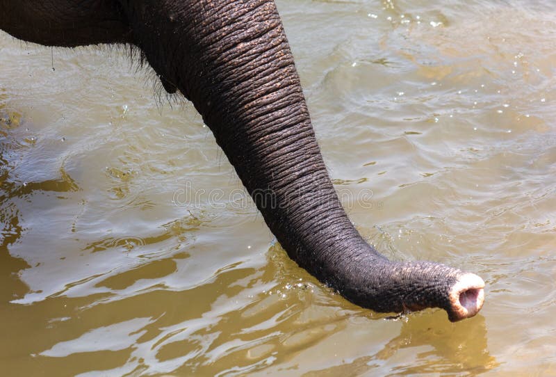 Elephant Trunk in River Water. Close-up Stock Photo - Image of ...