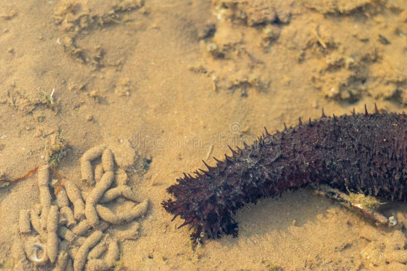 Thelenota Anax Stock Photos - Free & Royalty-Free Stock Photos from ...